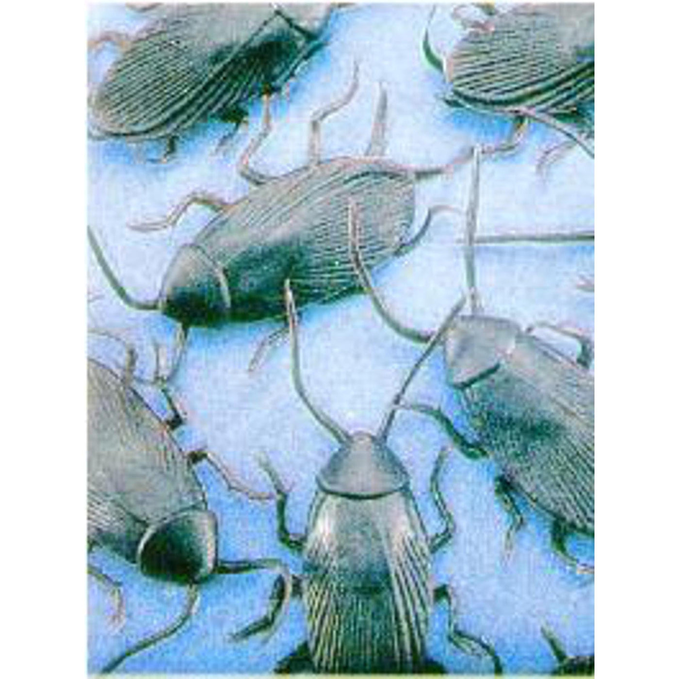 "Realistic Fake Cockroach Bulk - Set Of 50" — Shimmer & Confetti